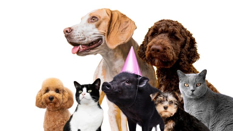 Veterinary Compounding | ButterField's Pharmacy & Medical Supplies